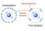Free Radicals Exposed and How to Defend Your Beauty