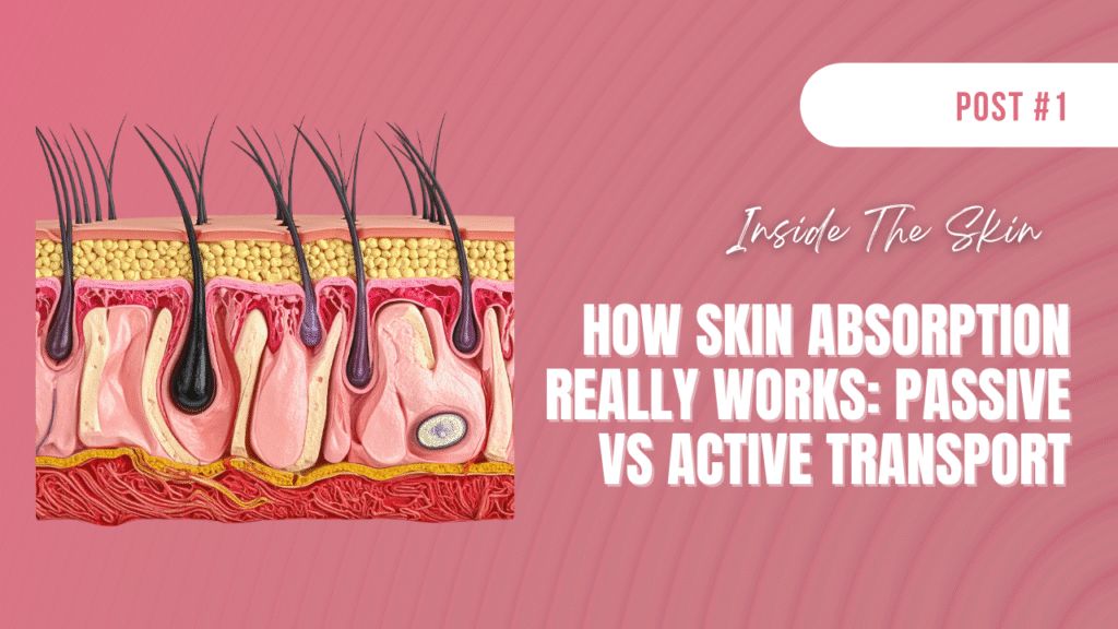 How Skin Absorption Really Works:Passive vs Active Transport